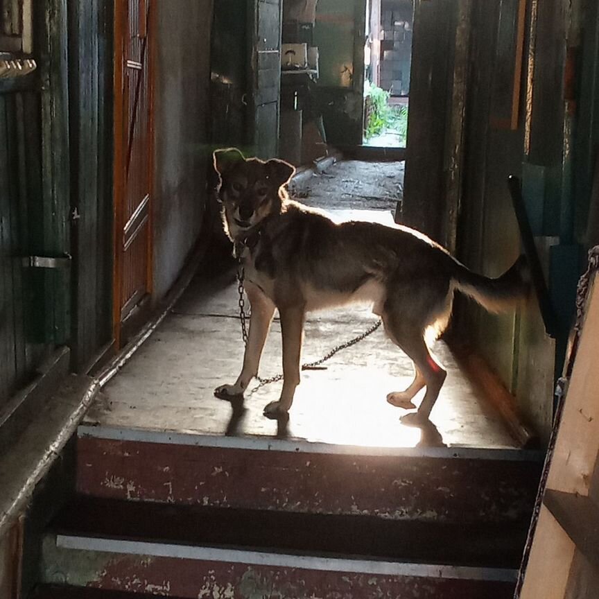 Сторожевой пес