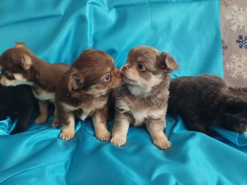 Щенки чихуахуа