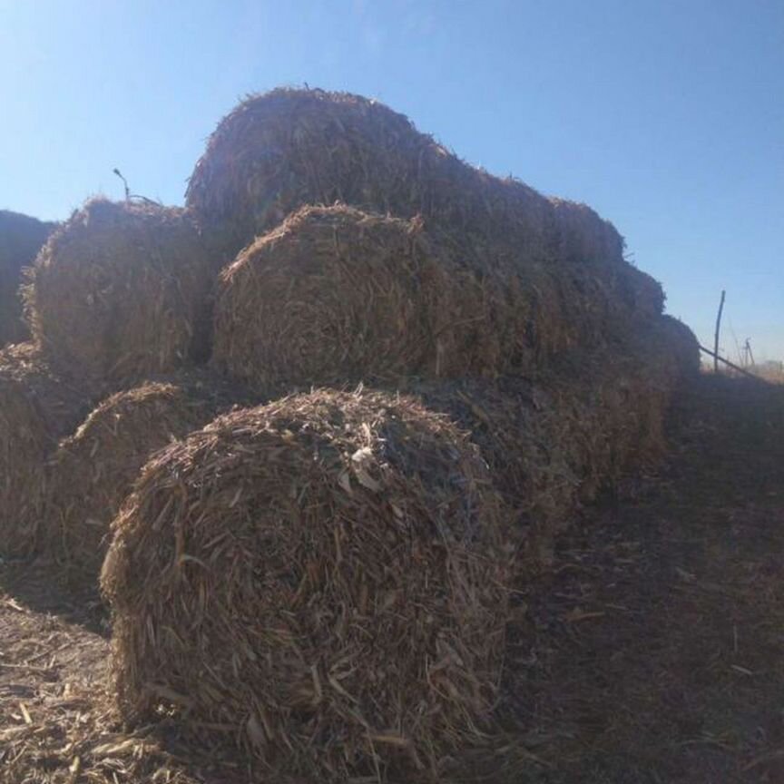 Сено кукурузное