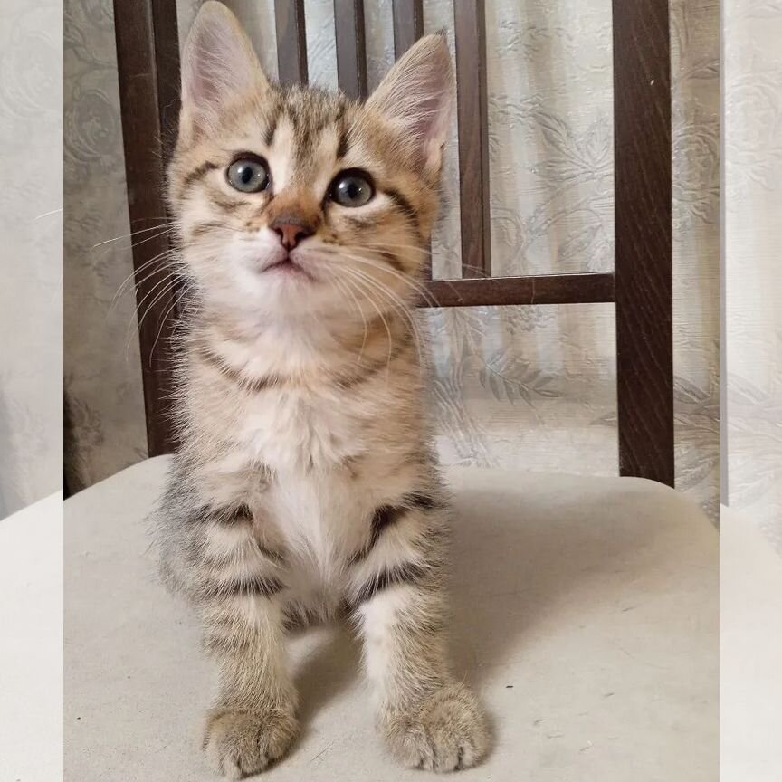 Котёнок в добрые руки