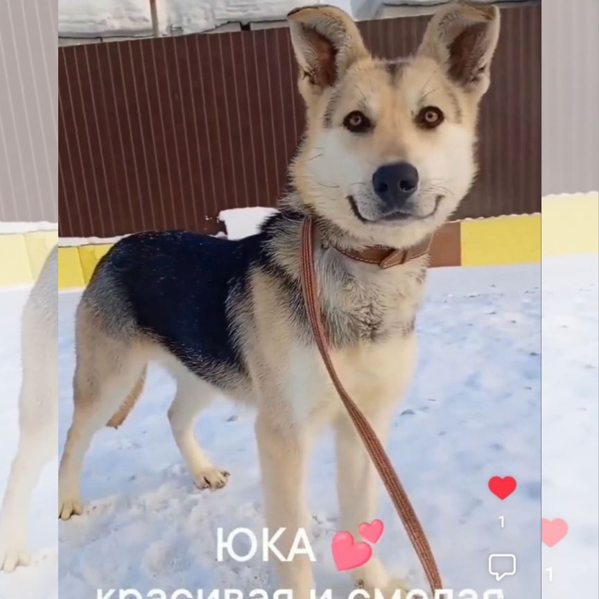 Взрослая собака в добрые руки