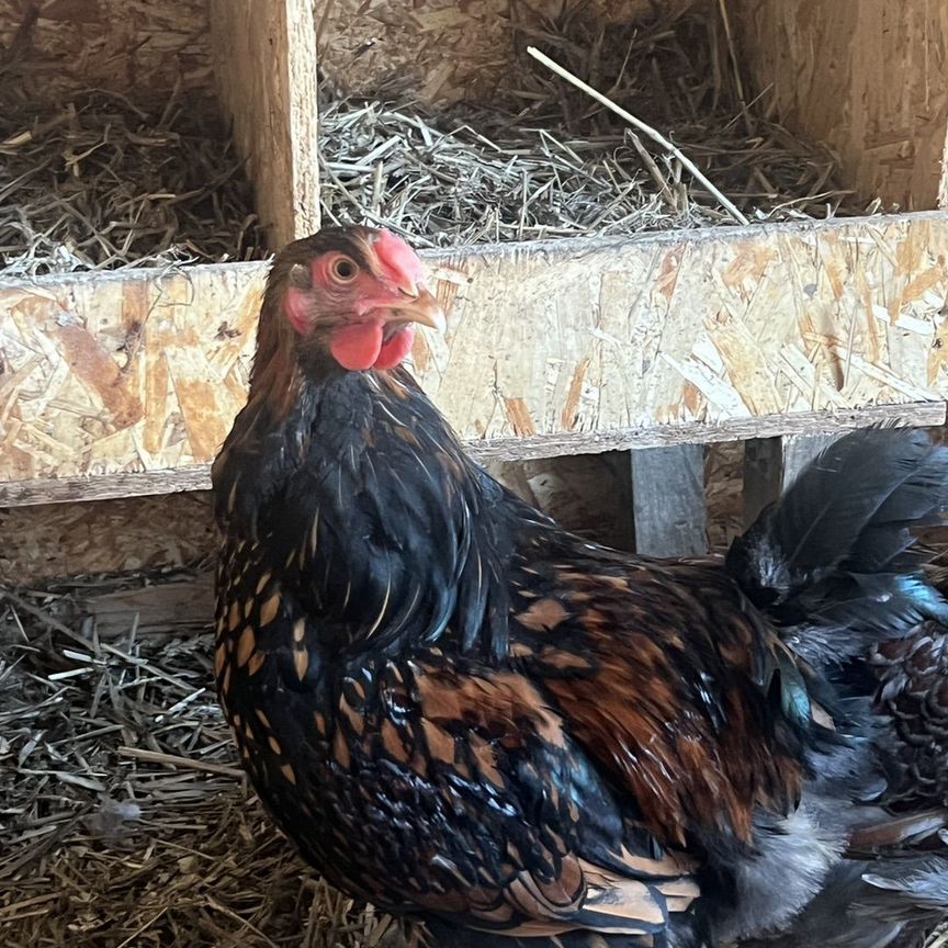 Виандот черное золото