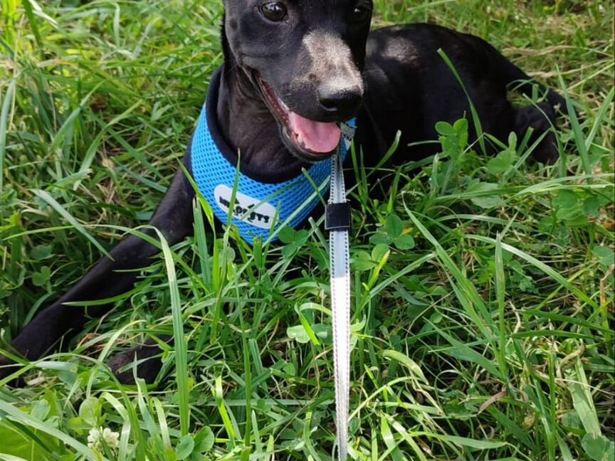 Ксолоитцкуинтли в шерсти