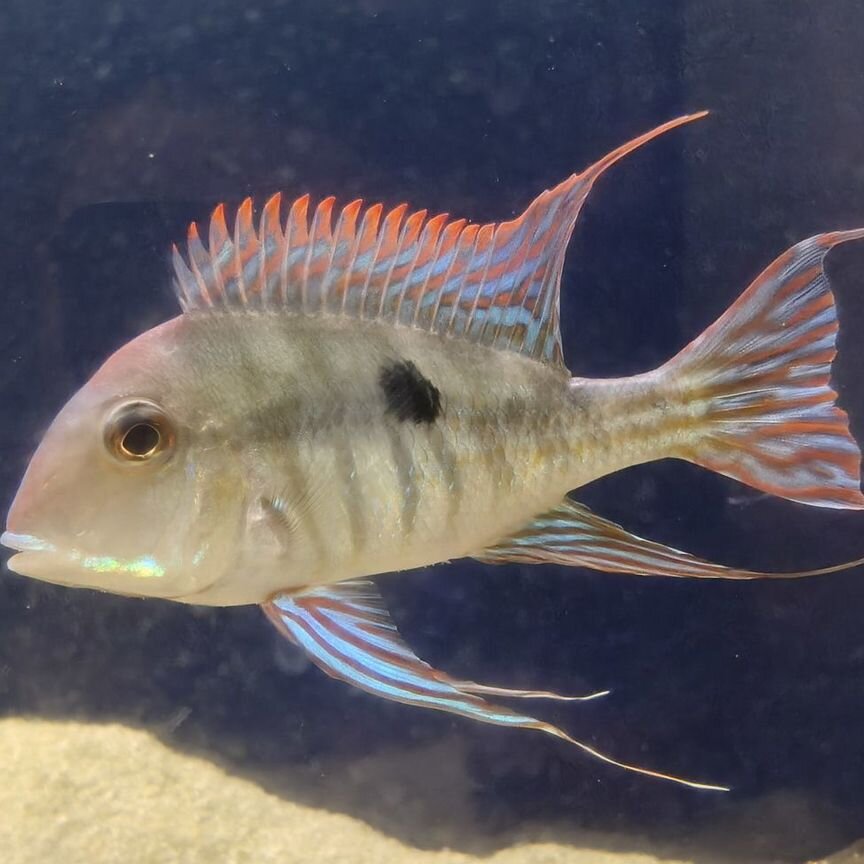 Геофагус красноголовый тапажос мальки самец