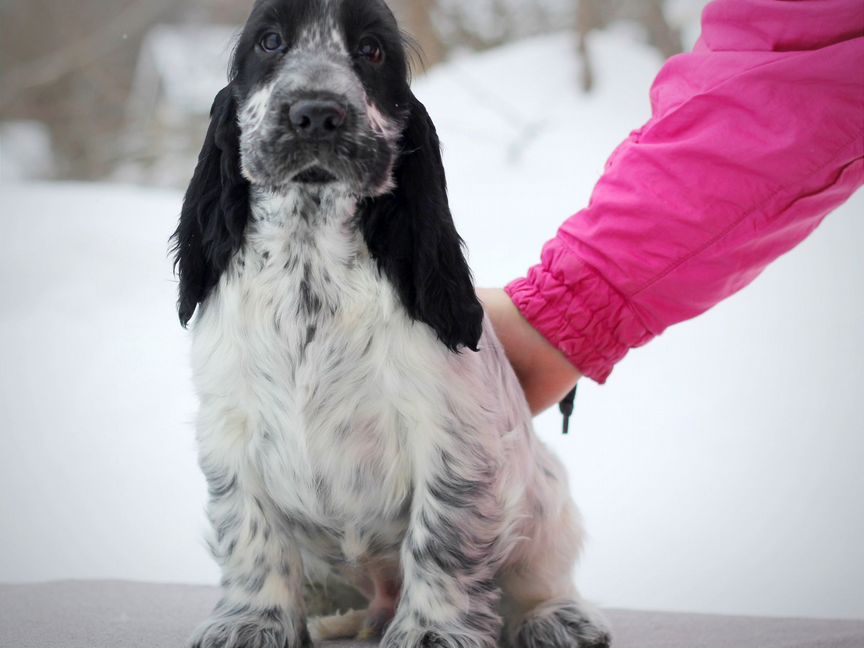 Мальчишка Английский кокер спаниель