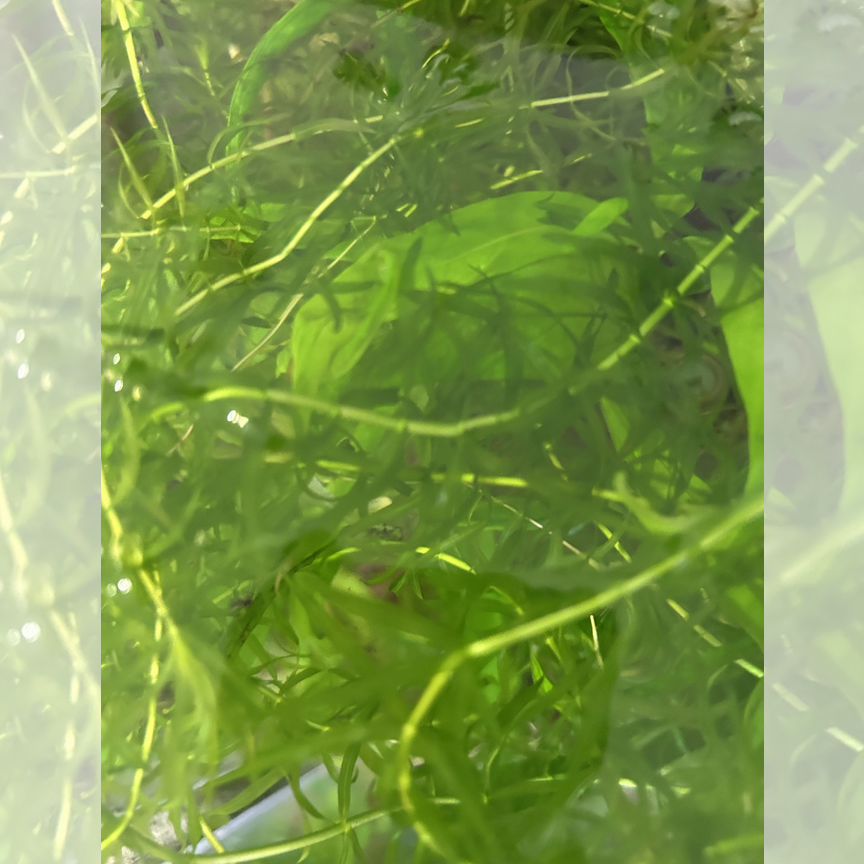 Аквариумное растение элодея канадская