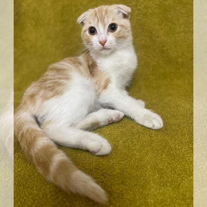 Кот рыжий вислоухий Роджер, 3,5 мес