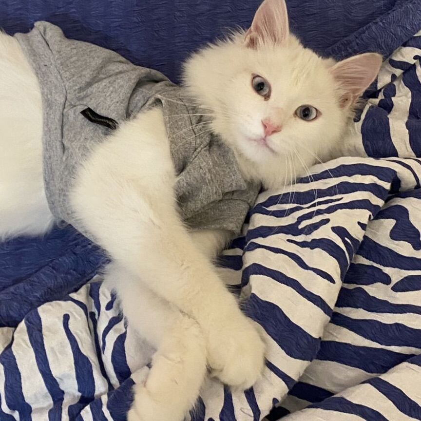 Кот