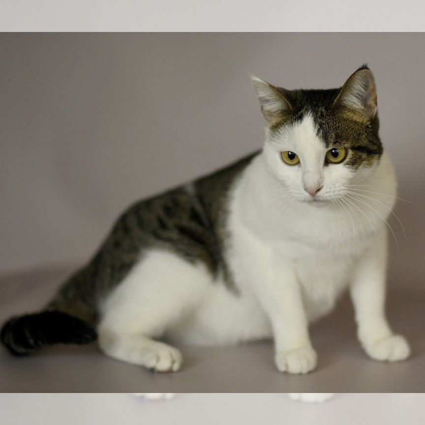 Кошка Мила ищет семью