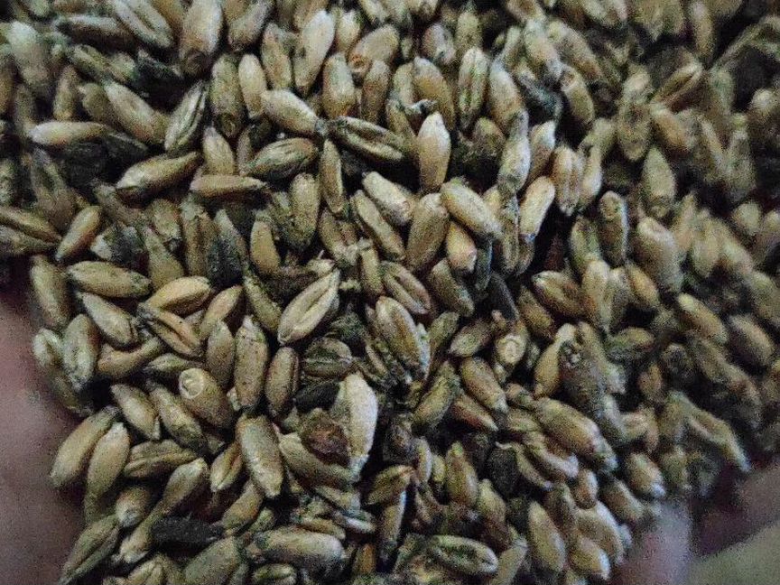 Пшеница фуражная