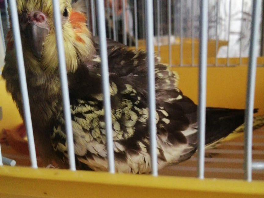 Найден попугай карелла