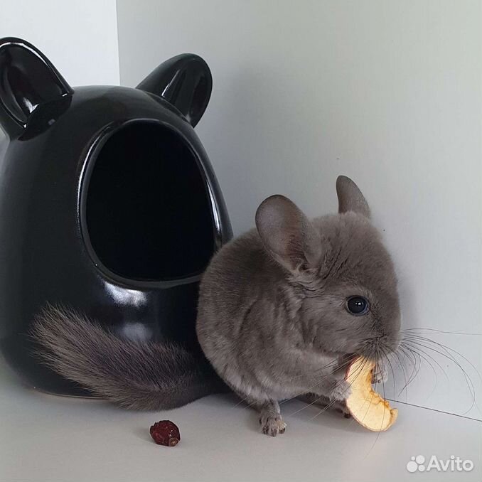 Шиншилленок мальчик фио эбони средний 2 мес