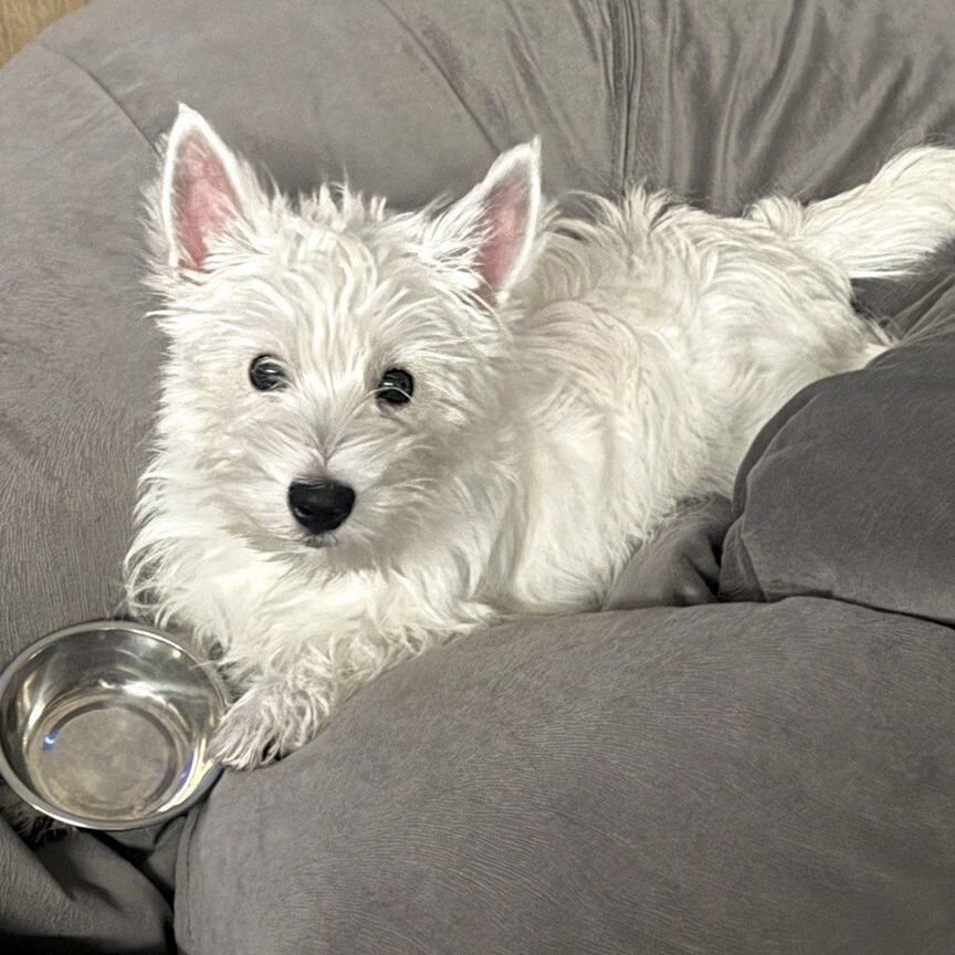 Вест-хайленд-уайт-терьер, щенок