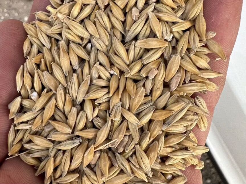 Кормовой овёс, Гречиха на корм/посев