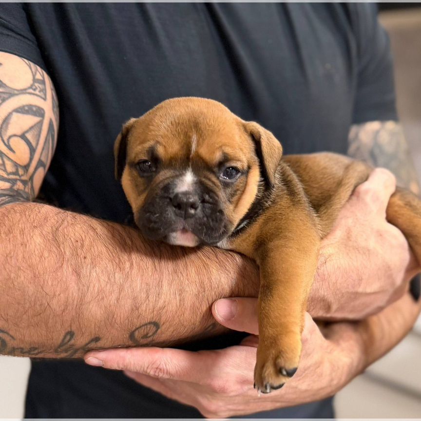 Американский булли, щенок