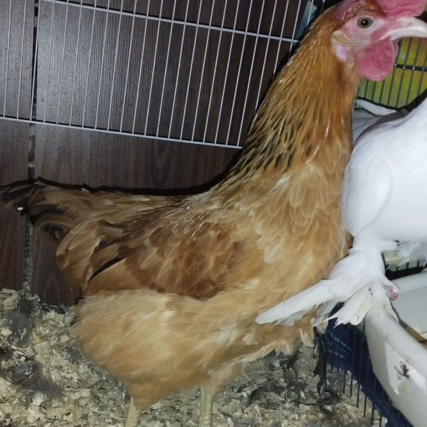 Курица с оливковым яйцом