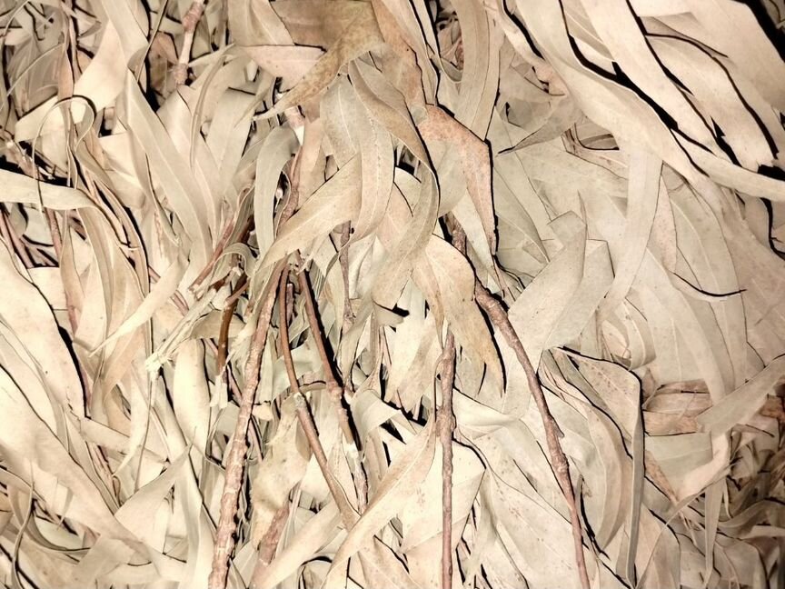 Листья сушёные эвкалипта