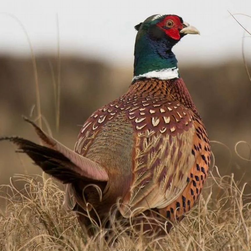 Продам фазанов