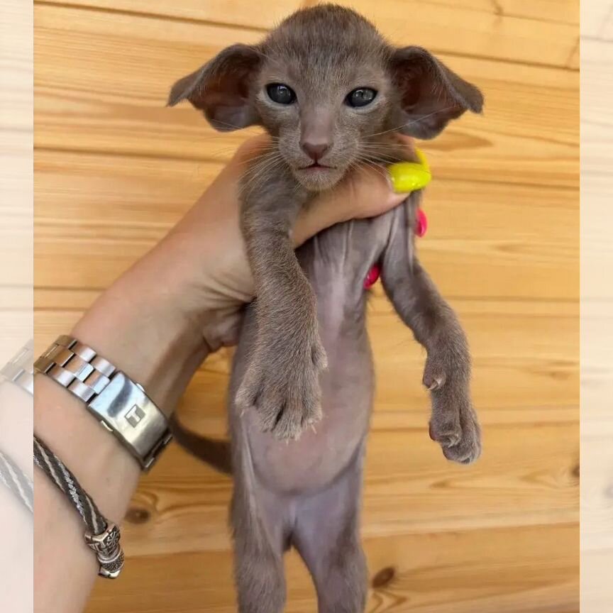 Ориентальный котёнок