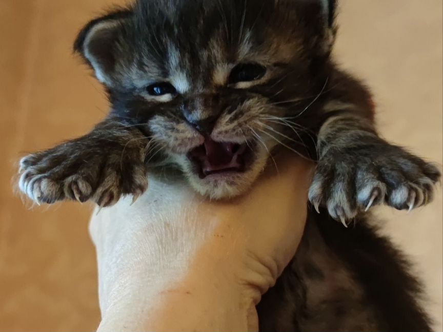 Котята мейнкуна