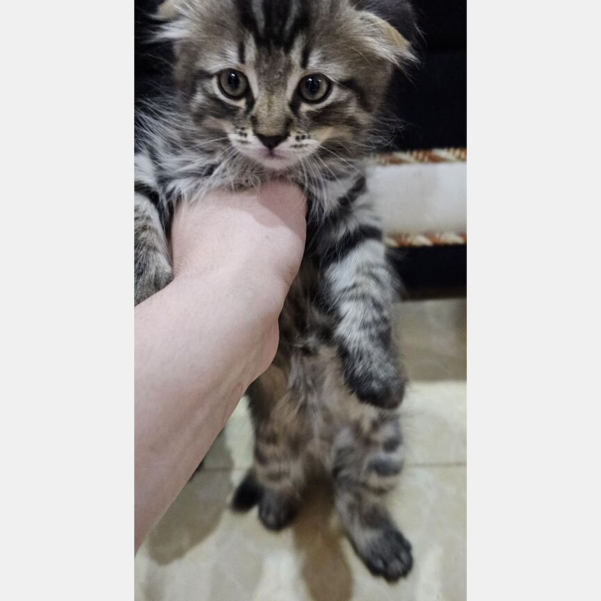 Домашние животные котята бесплатно