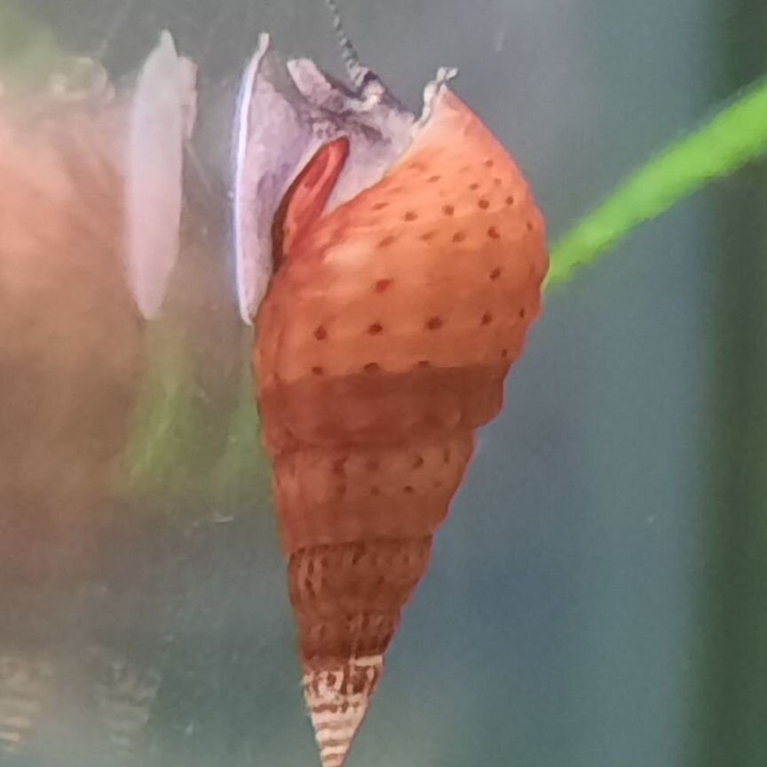 Улитки мелании (Melanoides granifera)