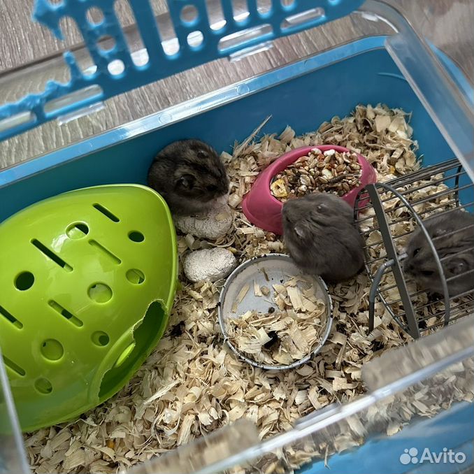 Хомячки в добрые руки