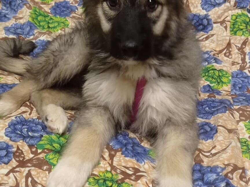 Щенок Эльза,3 мес