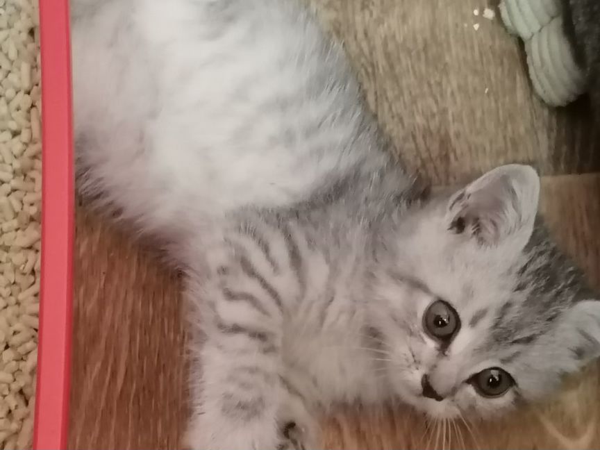 Котенок (1,5 мес)