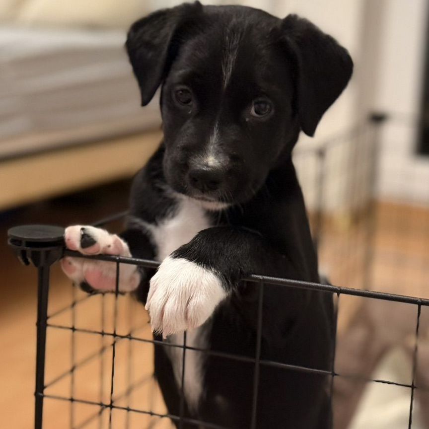 Щенок в добрые руки