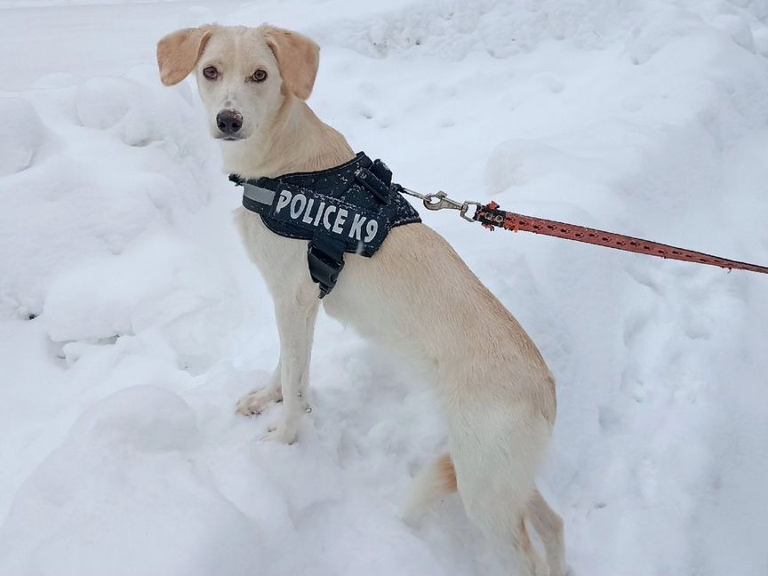 Щенок в добрые руки бесплатно