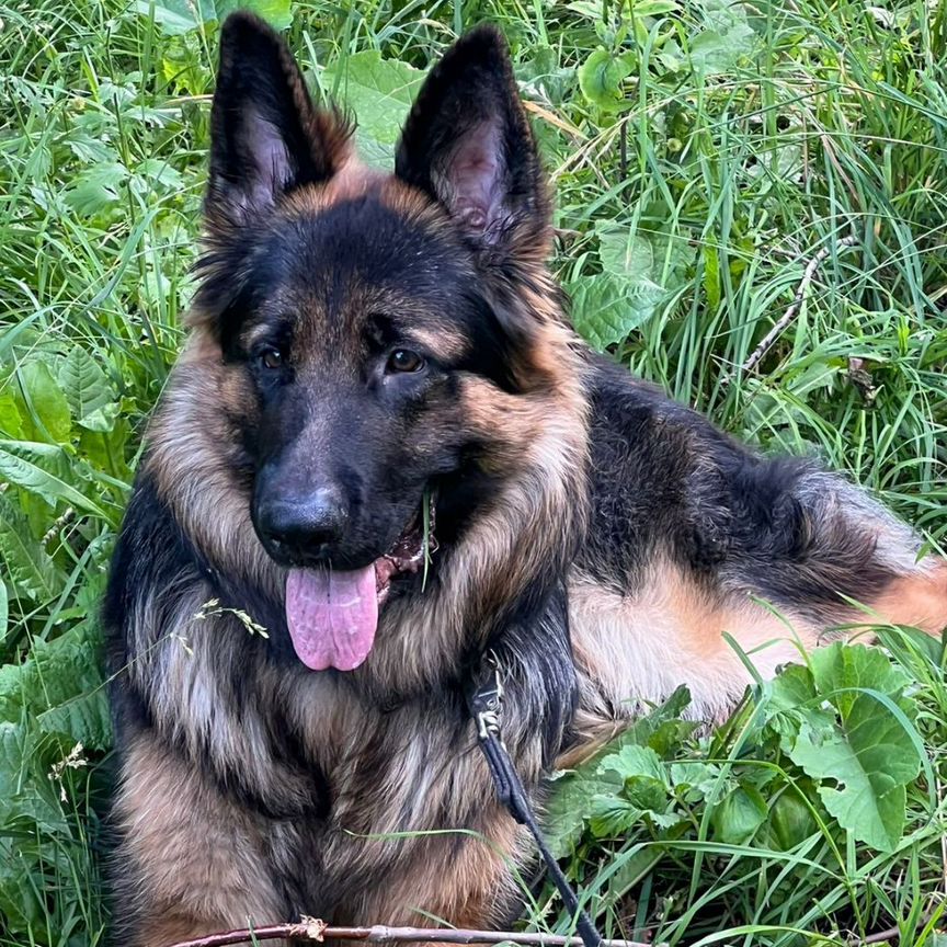 Немецкая овчарка вязка