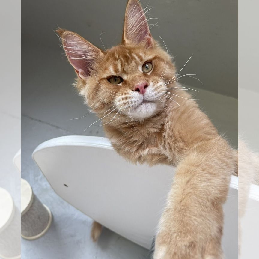Котята мейнкуна рыжие