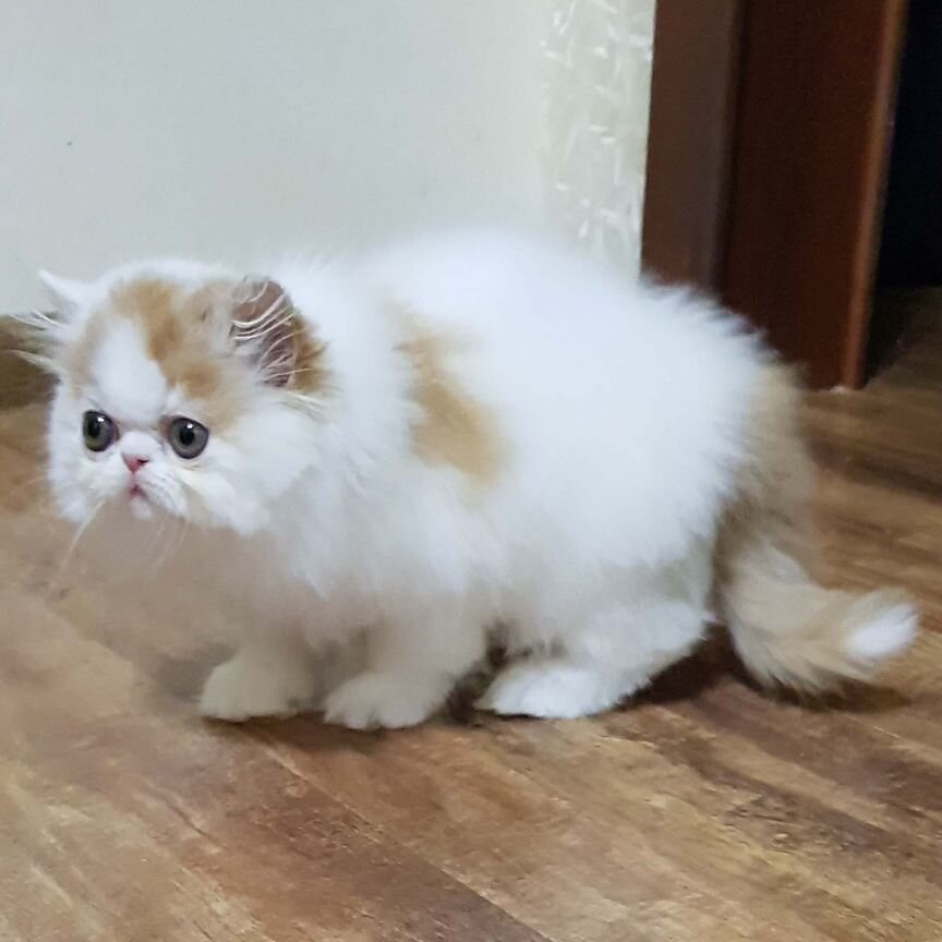 Персидский котик