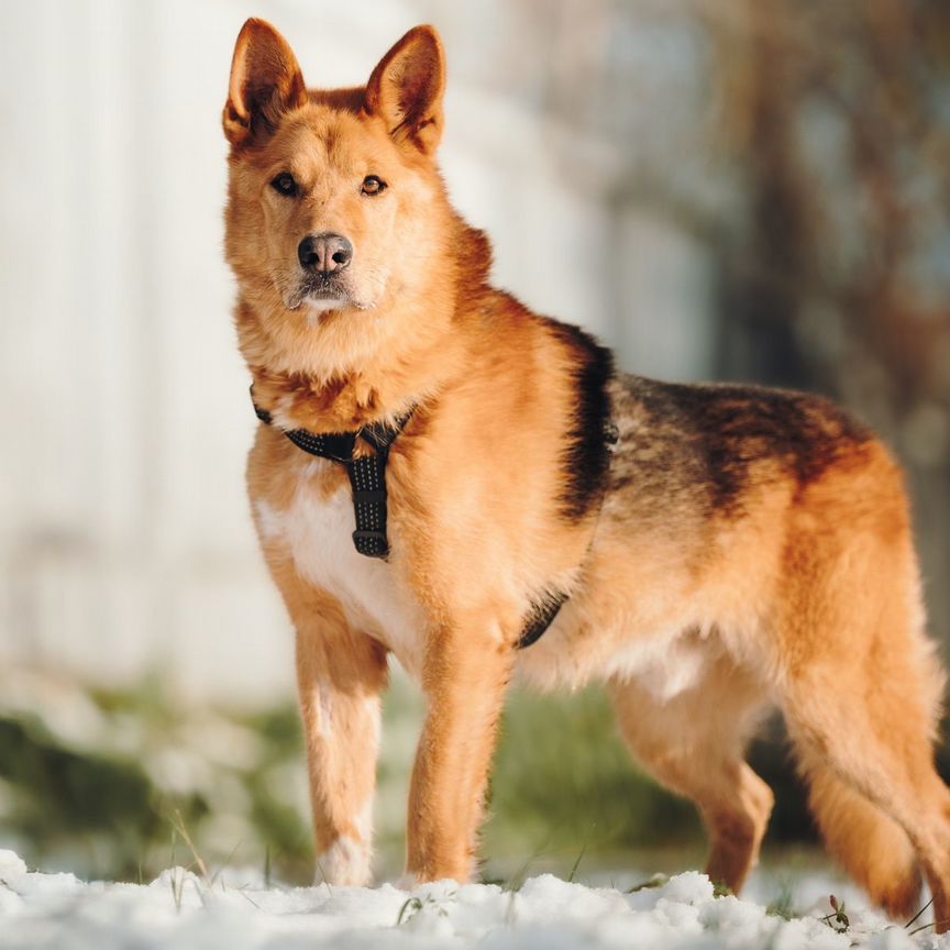Взрослая собака в добрые руки