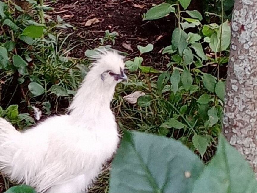 Китайские шолковые Петушки и Голошейки петушок