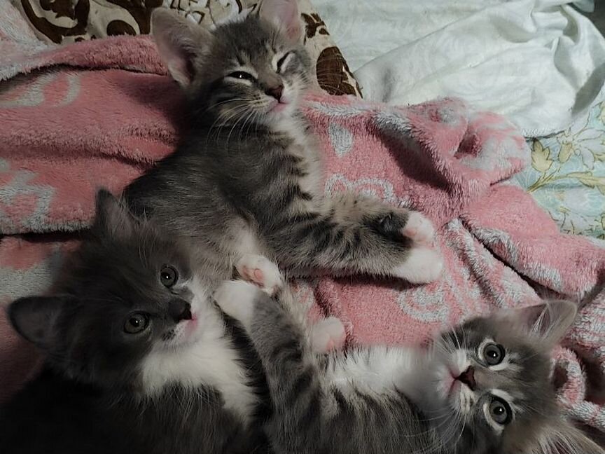 Котята