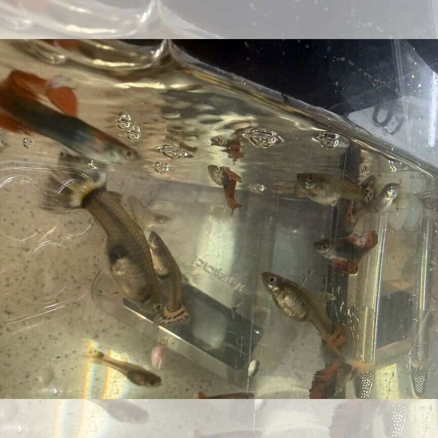 Гуппи 20 шт взрослые красивые