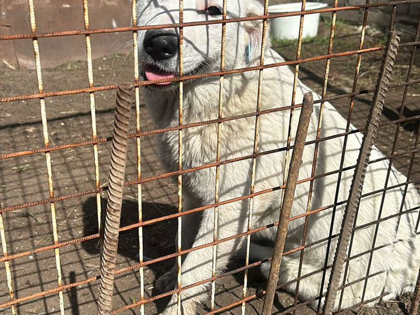 Собака в добрые руки