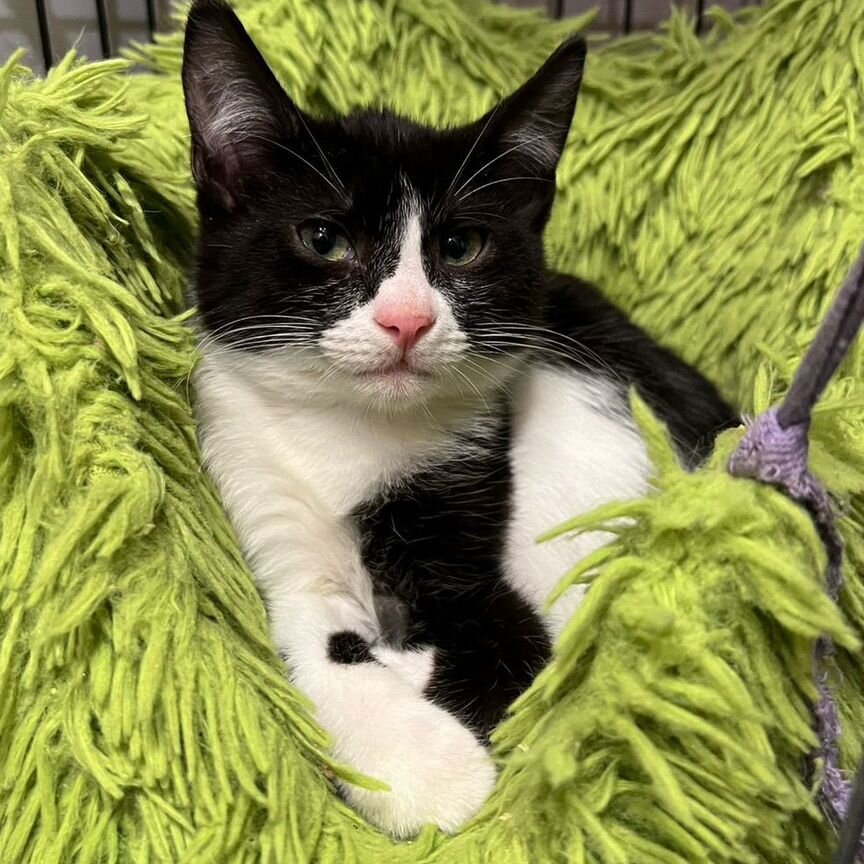 Котёнок в добрые руки