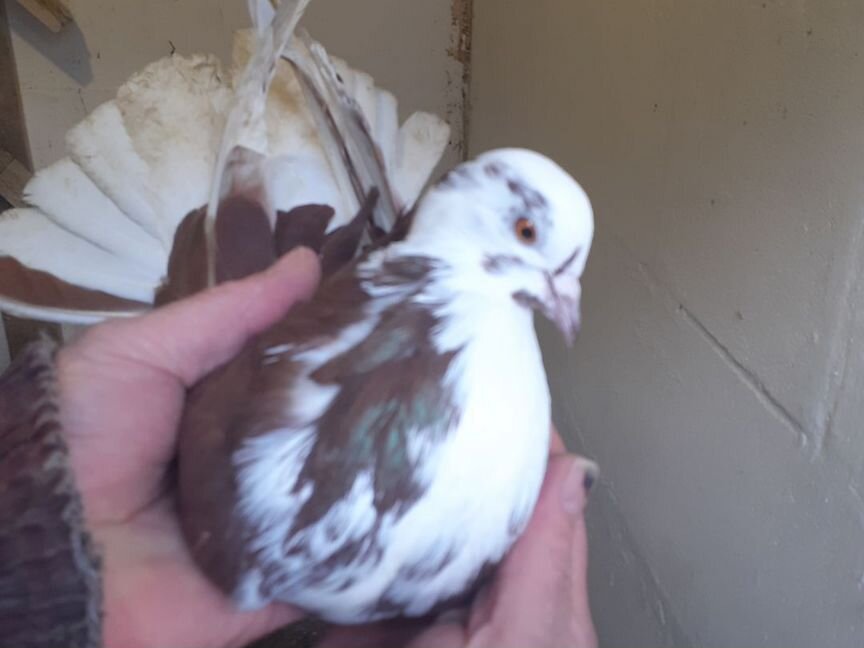 Николаевские голуби