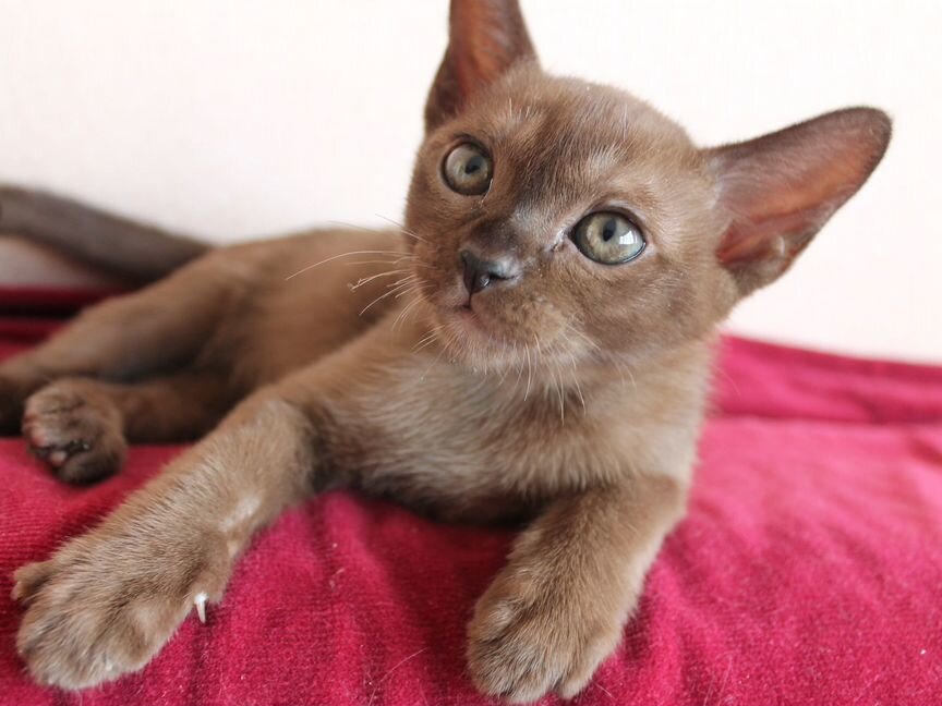 Бурманские котята