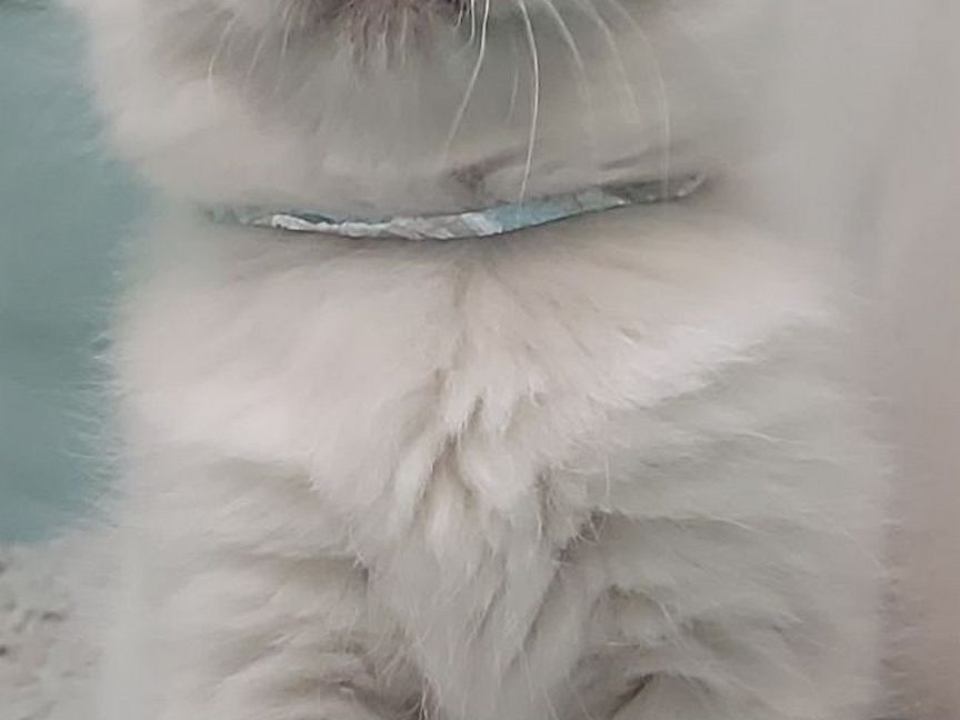 Шотланские Котята