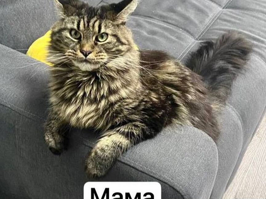Котята мейн-кун