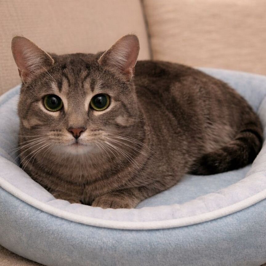 Взрослая, кошка в добрые руки