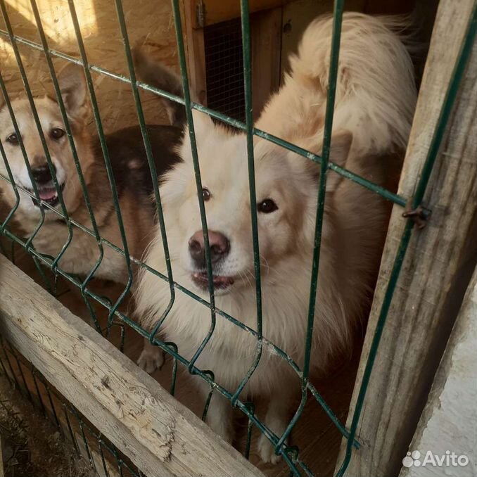 Арни помесь самоеда