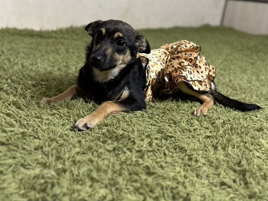 Собака маленькая в добрые руки