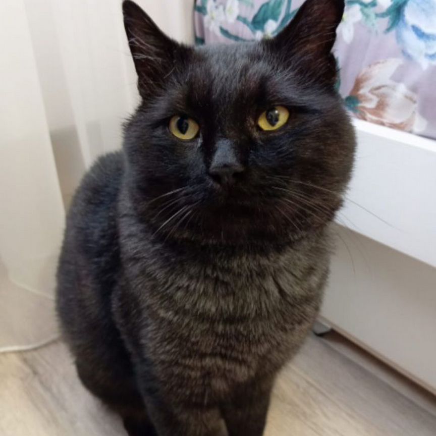 Котик в добрые руки