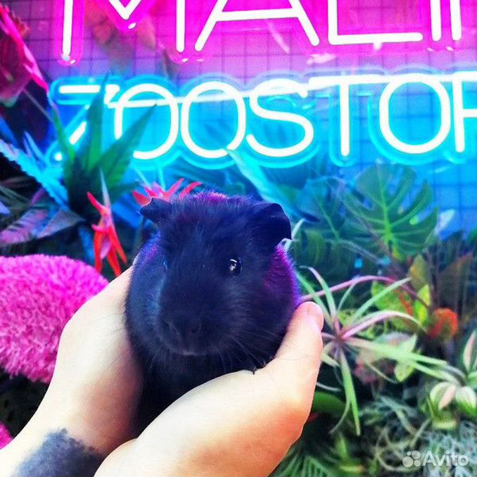 Морская свинка крестед сатиновый