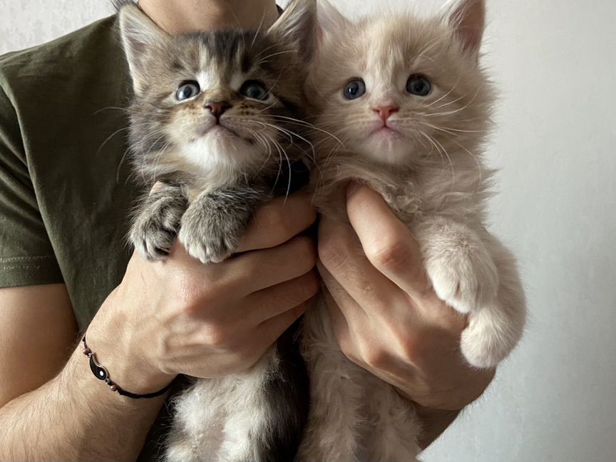 Котятки мейн-кун